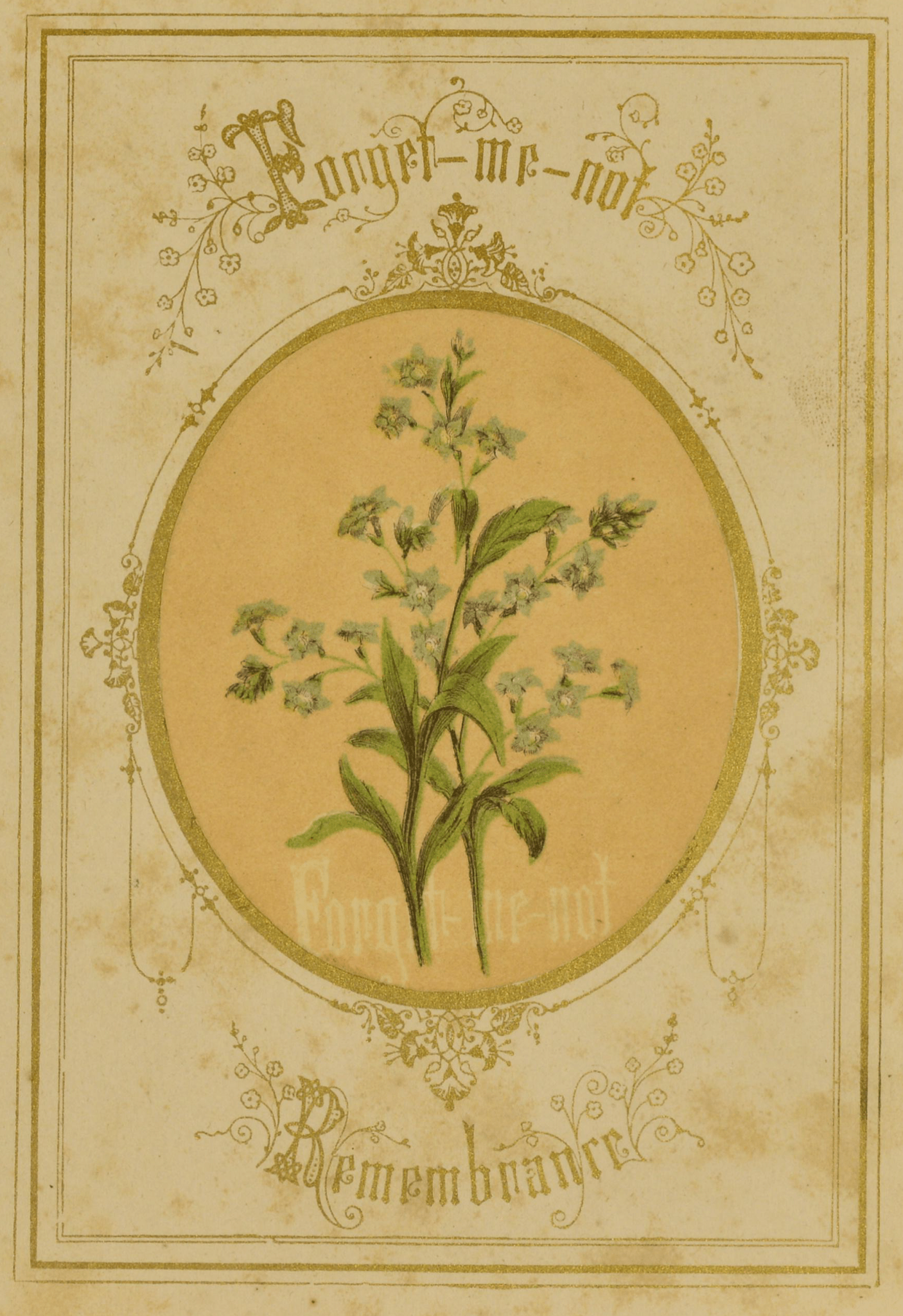 Life is a Flower: Memory and Memorial in the Language of Flowers ...